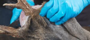 How To Become Taxidermist | SkillsAndTech - SkillsAndTech