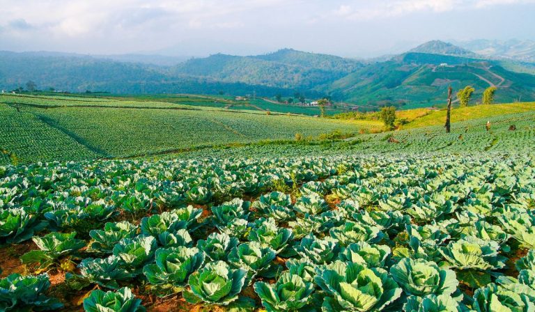 How To Start And Grow Cabbage Farming Business | SkillsAndTech ...